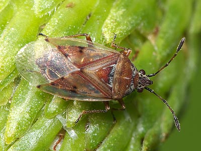 INSECTOS DE P.R. In Memoriam Dr Luis F Martorell y Dr Alain Liogier ,DR ...