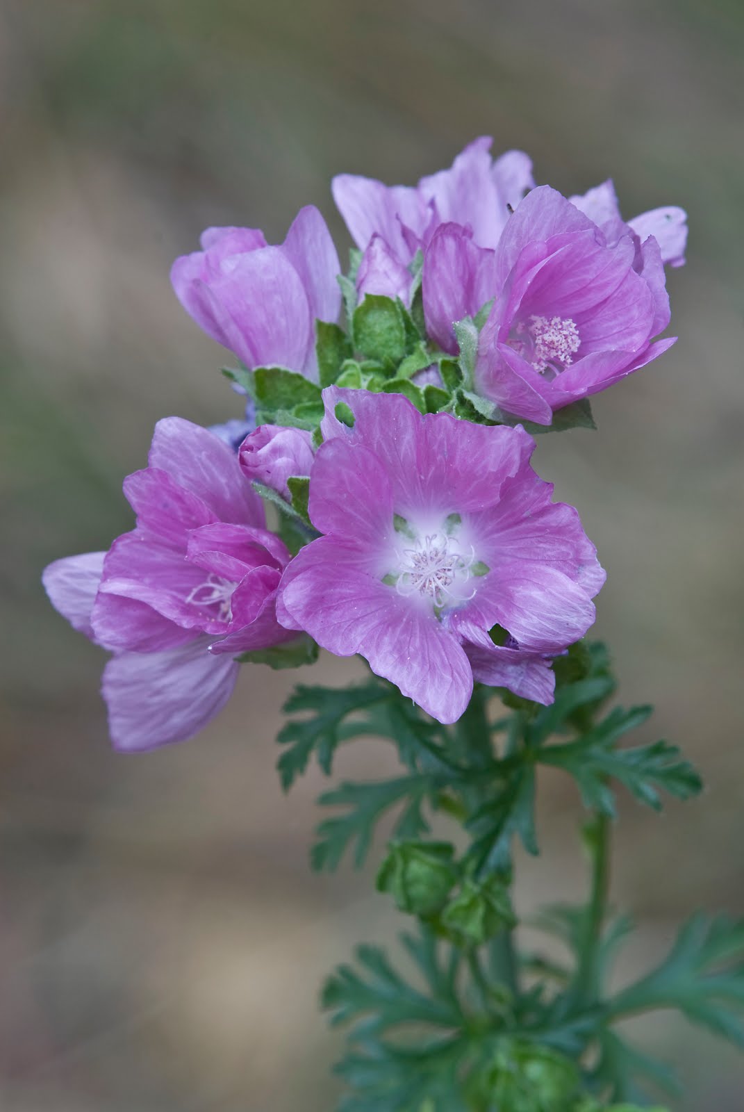 Indiana Plant A Day: Musk Mallow
