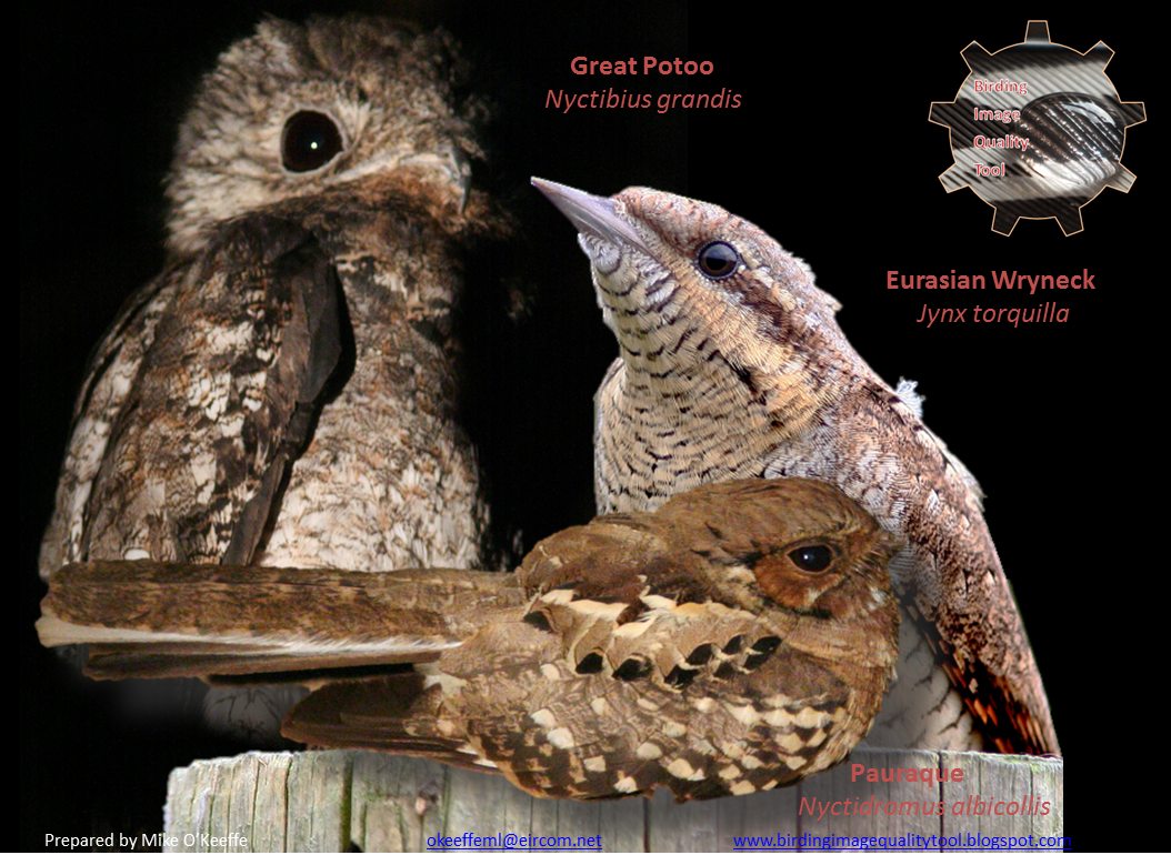 The Great Potoo Nyctibius Grandis