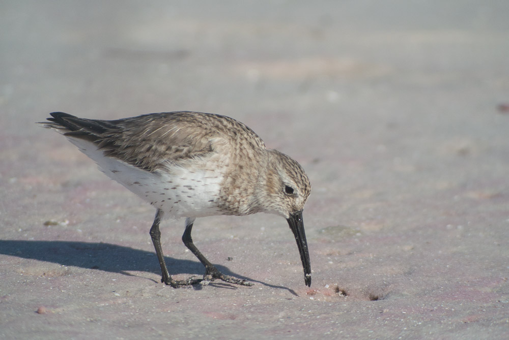 Len's Lens - Confessions of a digiscoper: Texas Shorebirds in April