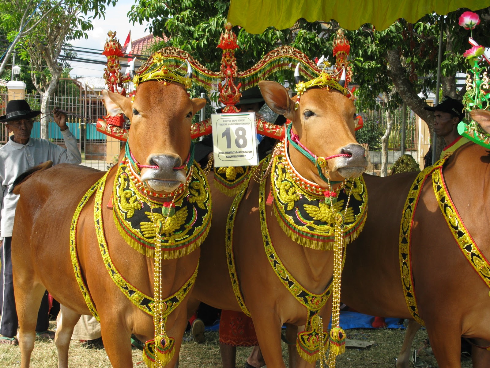 Kontes Sape Sono', Sapi Hias dari Madura