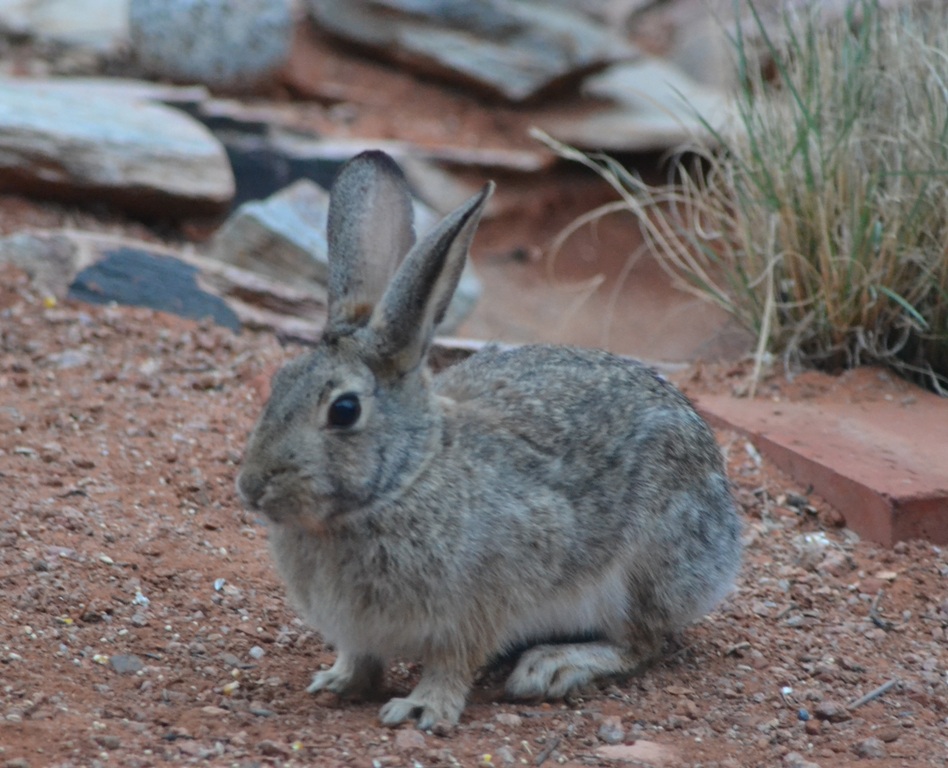 An Archivist's Miscellania: Sedona wildlife (well, a very small portion ...