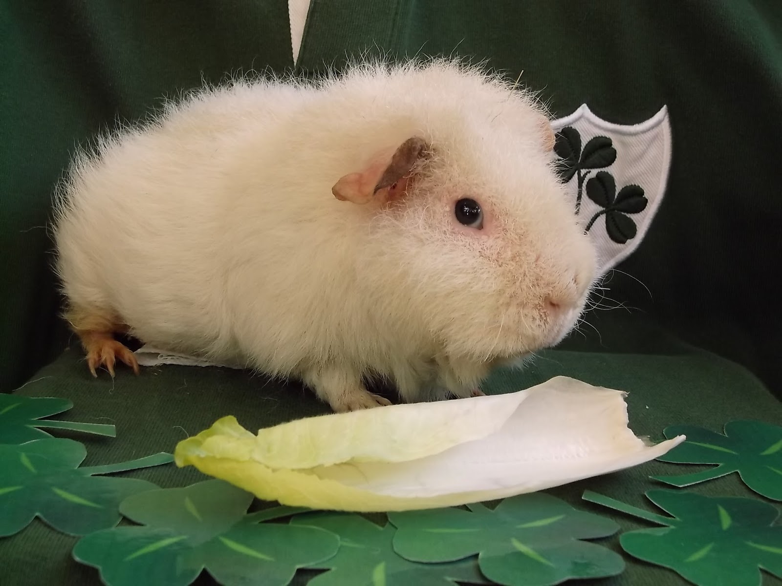 Undercover Guinea Pigs: Piggy snap