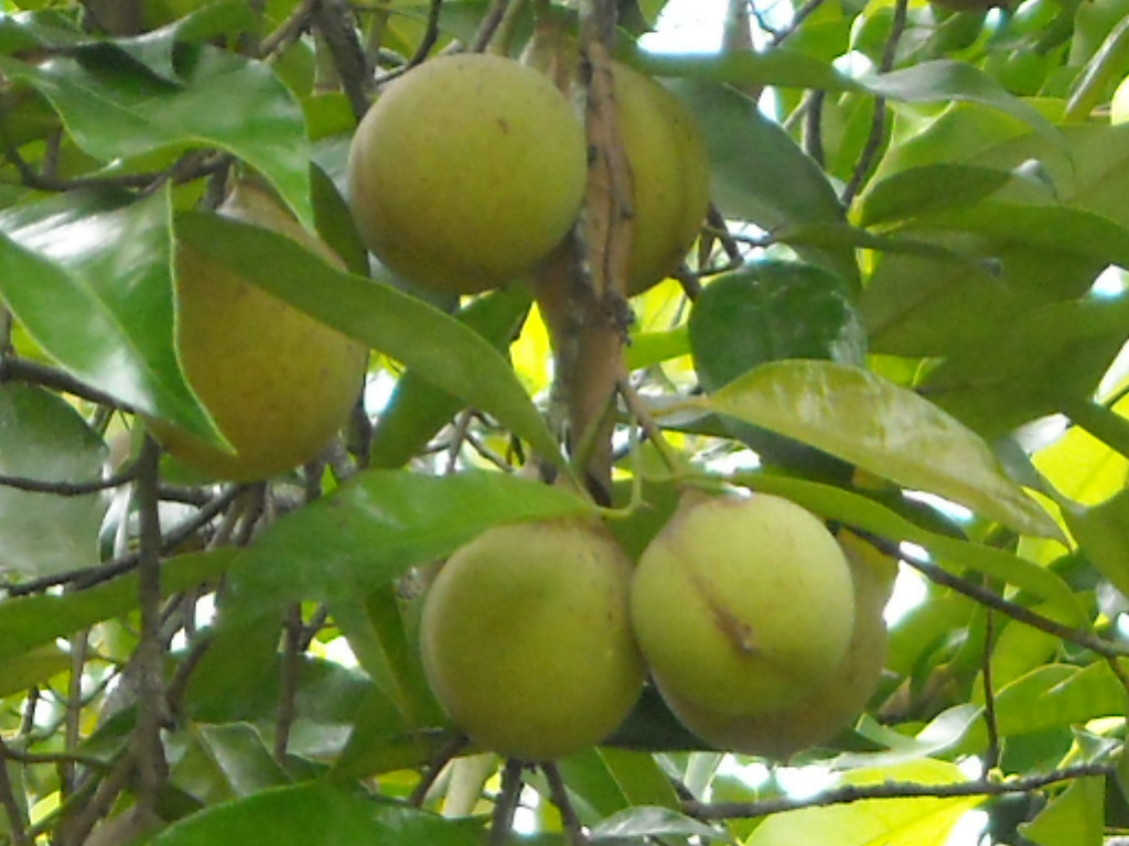 Mini Fruit Farm@PeterTean.com: My Farm 9 @ Nutmeg/Buah Pala