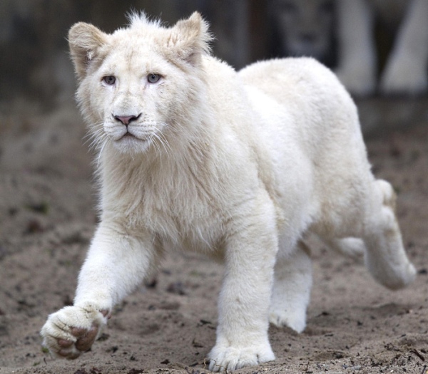 Os animais mais fofos do mundo....: Leão branco