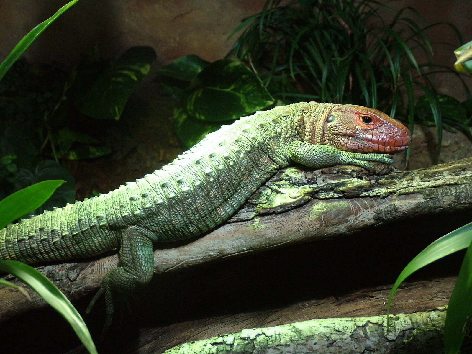 Caiman Lizard