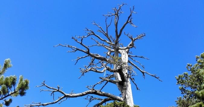 The City Birder: Treehugger Tuesday