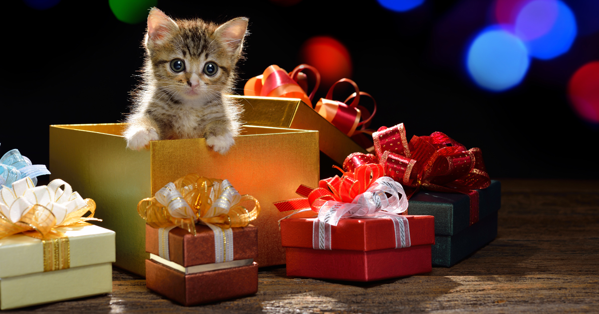 TODO SOBRE MI GATO: ¿Regalo un gato por Navidad?