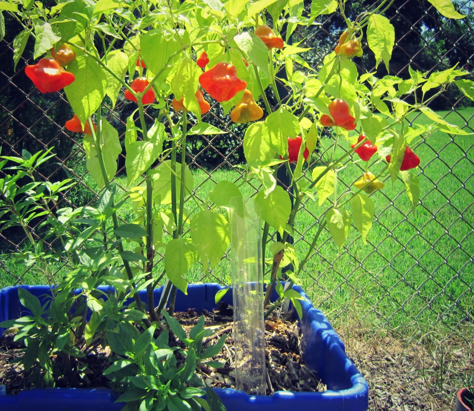 DIY Sub Irrigated Planters (SIP)