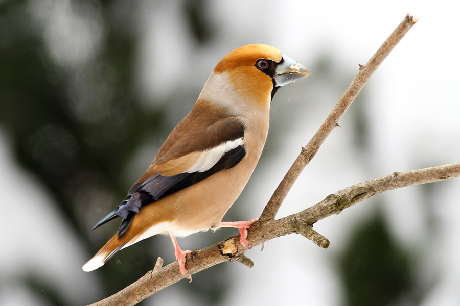 FREE BIRDS/ svobodne ptice: ZIMA PA KAR VZTRAJA