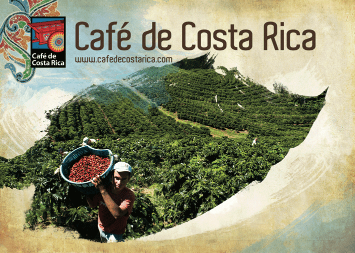 Café de Costa Rica - Exportaciones de café de Costa Rica aumentan un 15 ...