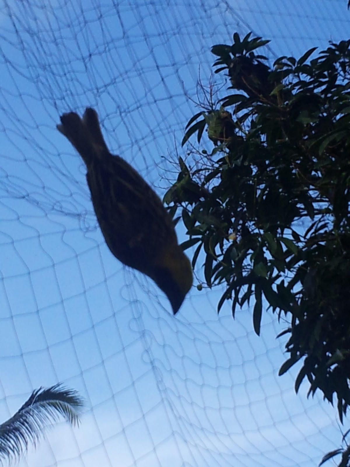 FAIZ FARM: Burung Tempua