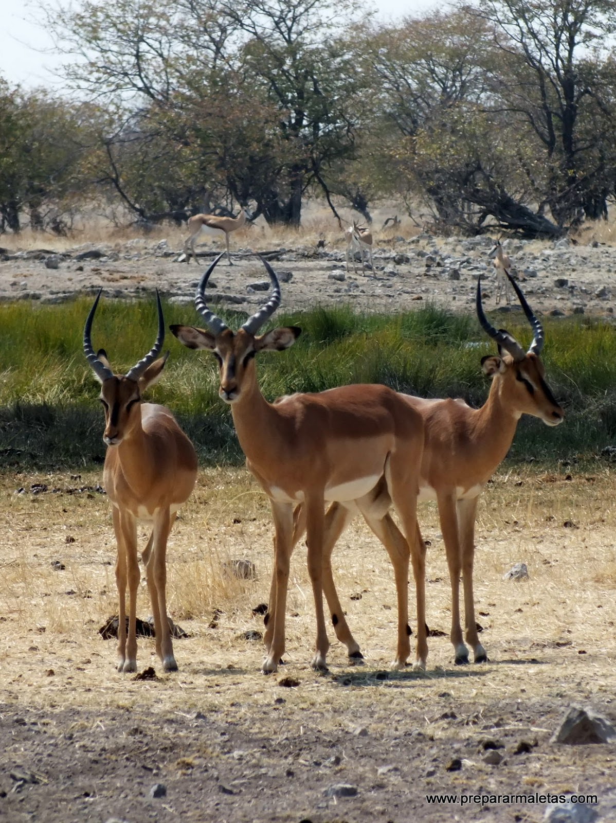 Información para un safari en el Parque Nacional de Etosha en Namibia