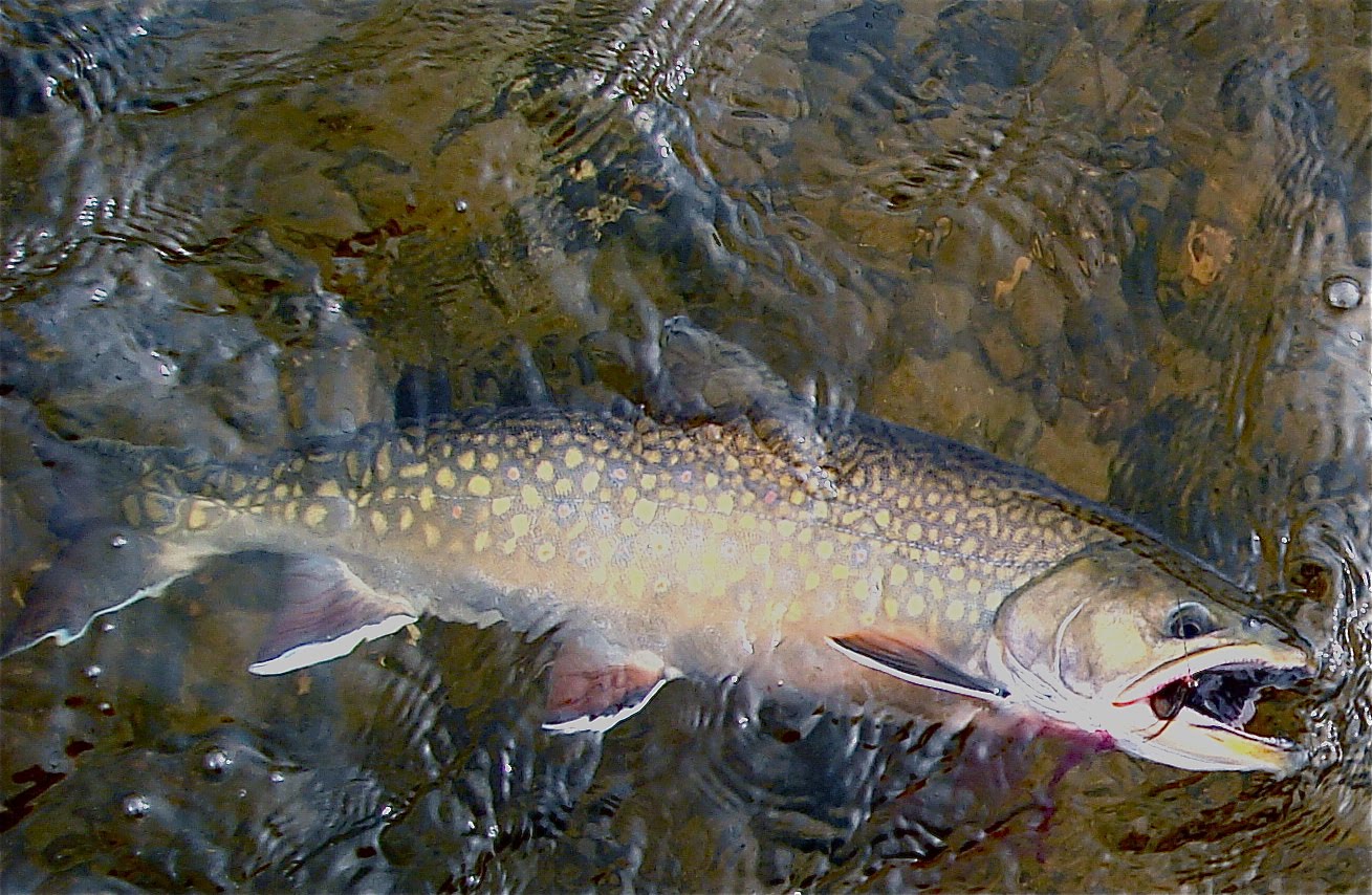 Trout Shadows: Sutton River Memoies