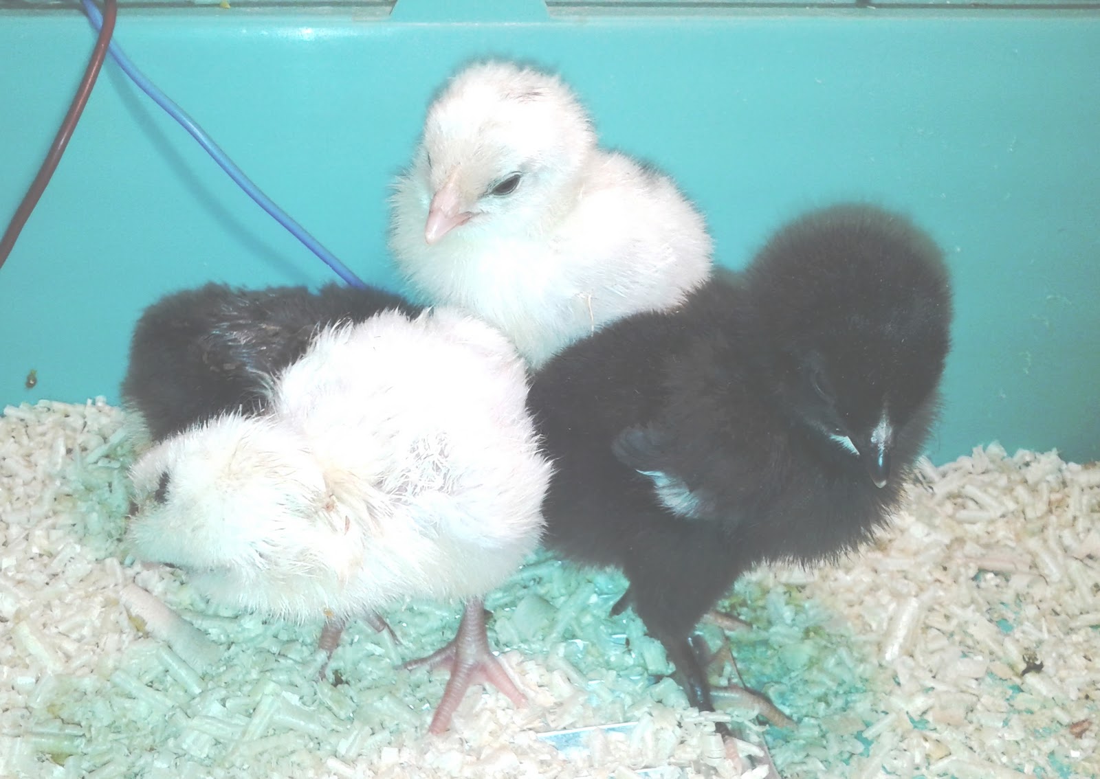 Calimero eres el rey del corral