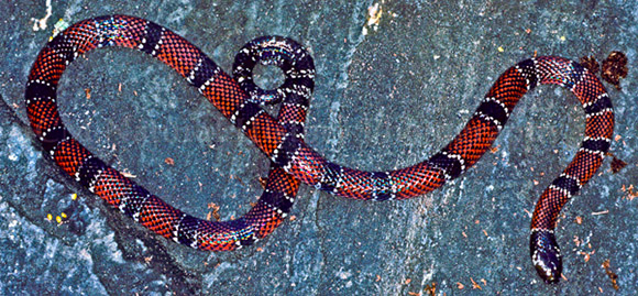 The Herpetology of Trinidad and Tobago: Trinidad Coral Snake, Micrurus ...