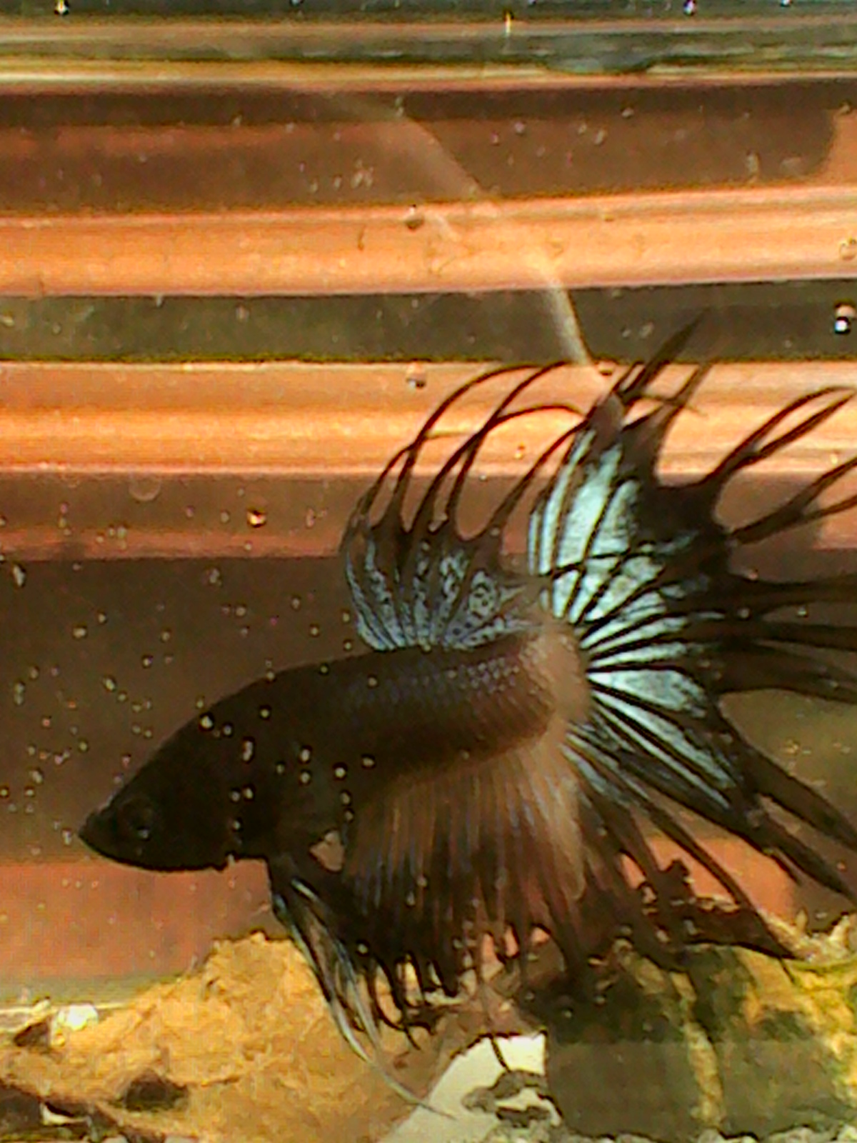 GANZO GAMES EXTENDED (PC Games RM5 & Betta Fish): BETTA CROWNTAIL (SOLD ...
