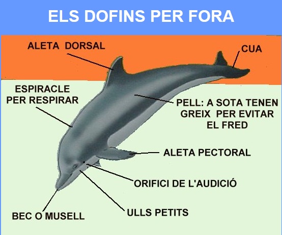 Els dofins (Proposta didàctica) : Els dofins. Qui són?