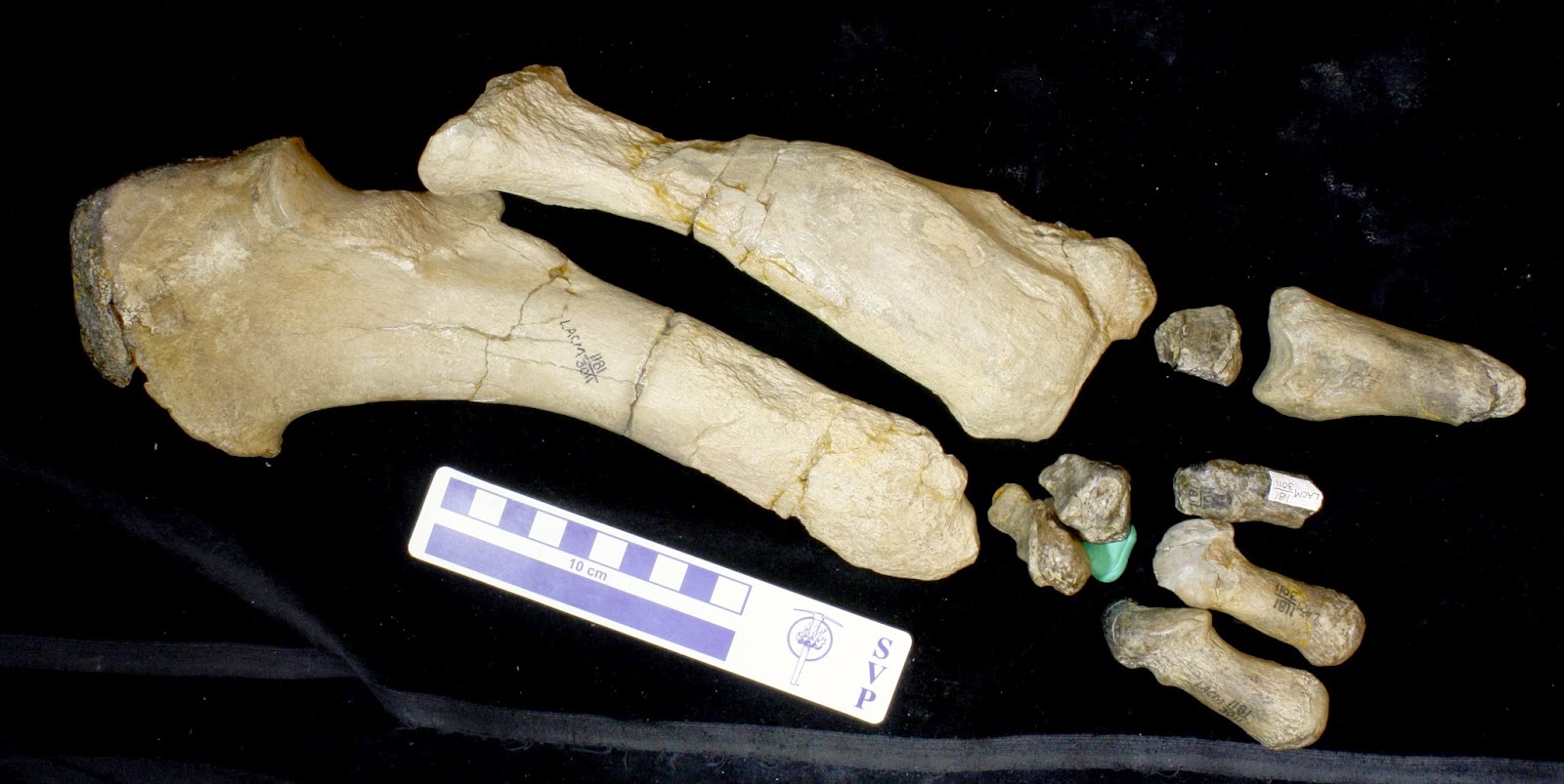 The Coastal Paleontologist, atlantic edition: The evolutionary history ...