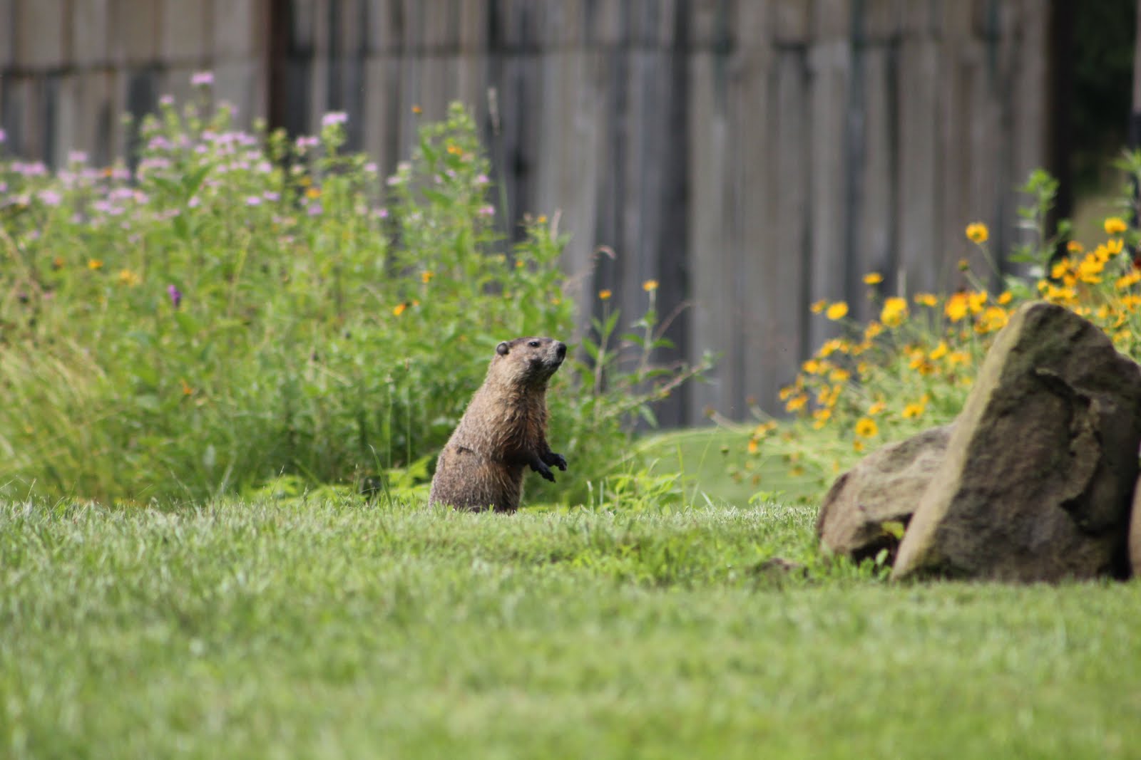 Beyond My Garden: Groundhog Morning