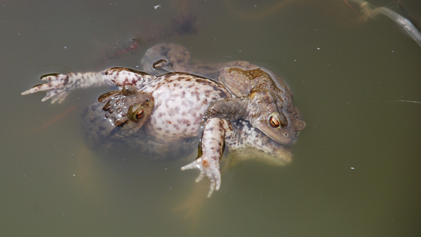 biodiversité dans notre jardin: la reproduction des crapauds