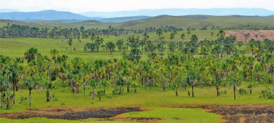 DISFRUTA LOS RINCONES DE NUESTRA VENEZUELA: SELVA