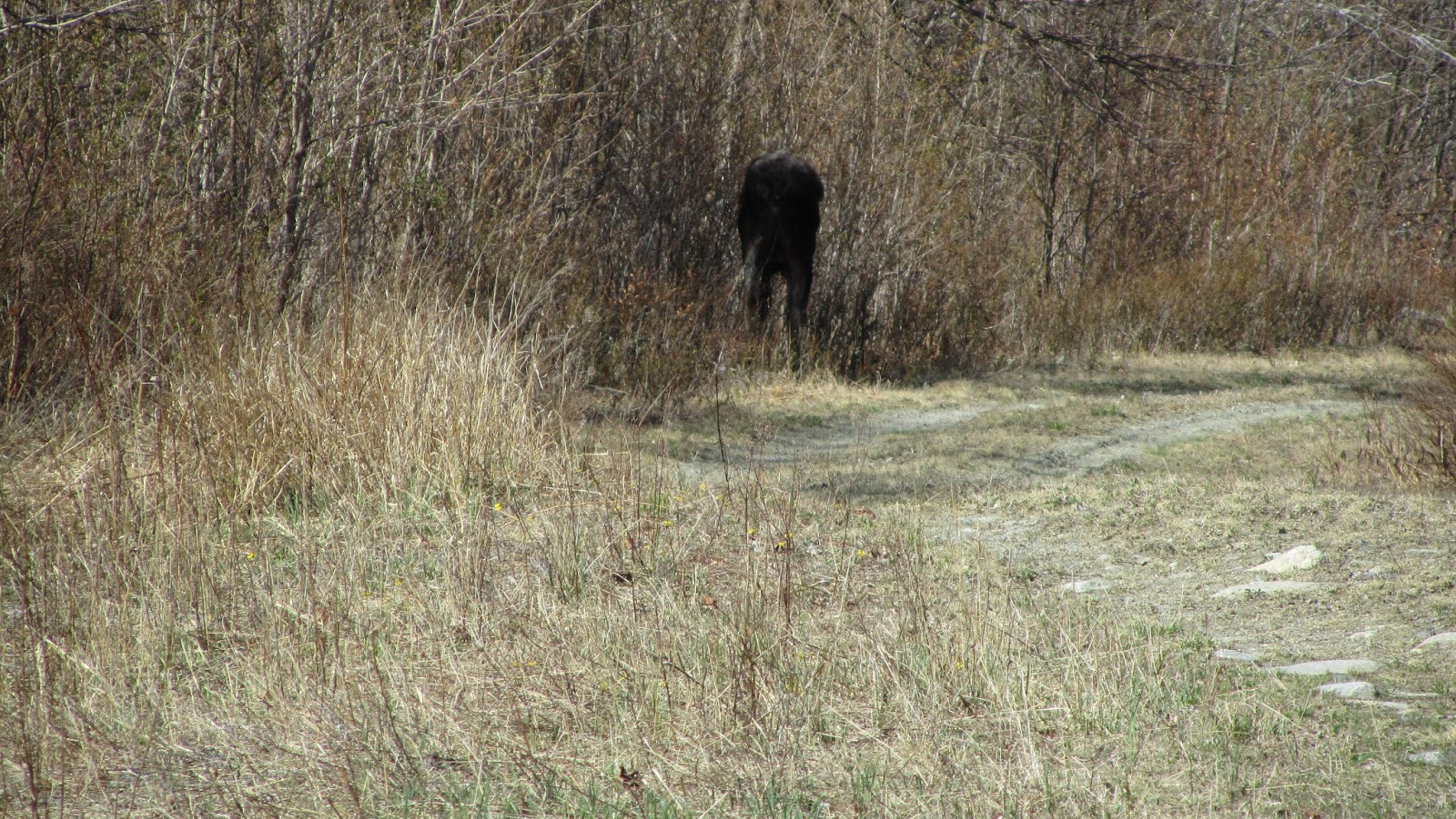 Tomcat's Outdoor Adventures: Moose Mayhem on Mountain Bike Ride and ...