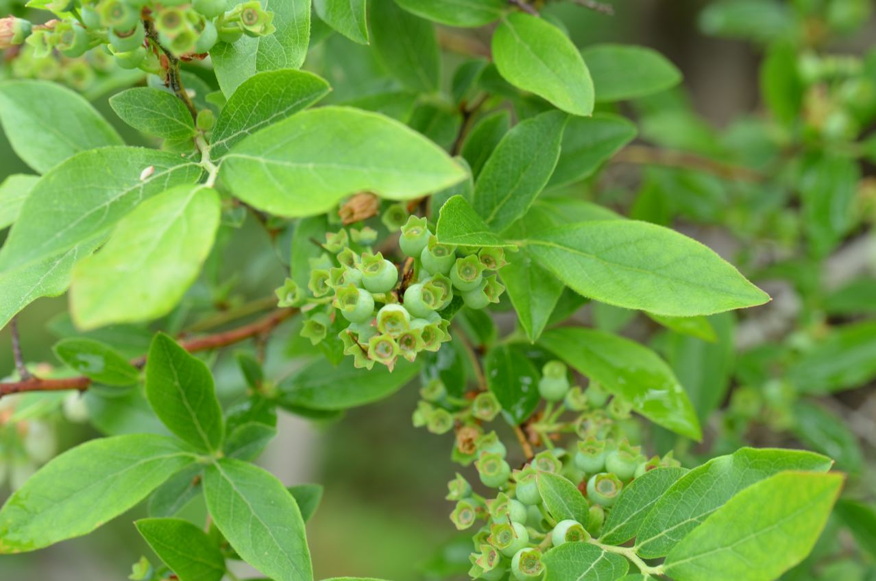 Flower Hill Farm: Looking Back Wildly Native Highbush Blueberries ...