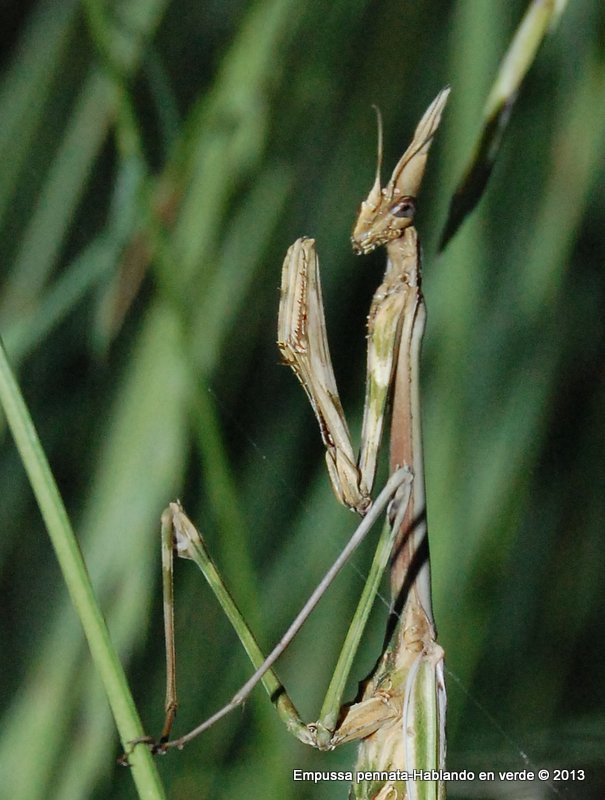 Hablando en verde: julio 2013