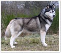 Mój Przyjaciel Pies: Opis rasy syberian husky