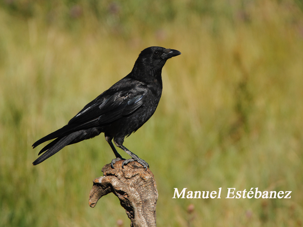 Miradas Cantábricas: Corneja (Corvus corone)