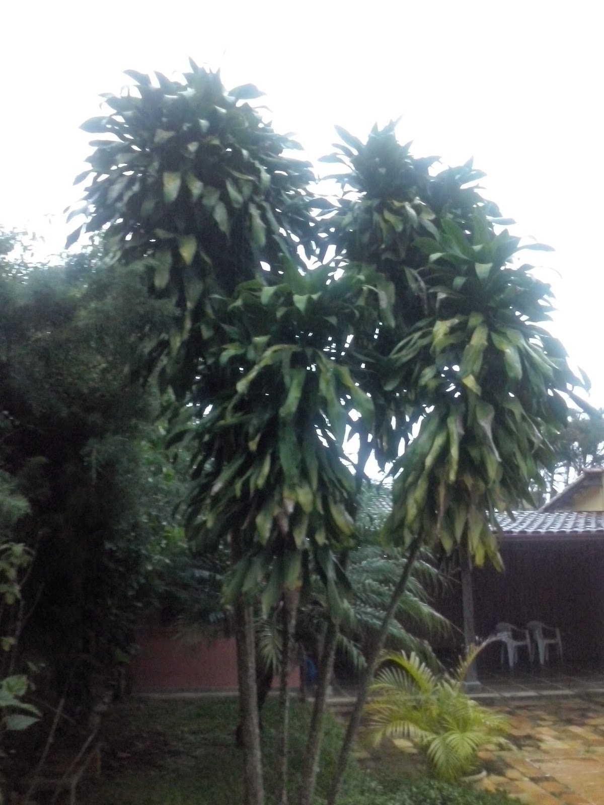 Peregum Verde E Amarelo - BRAINCP