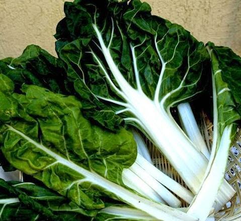 Semillas,Esquejes y Plantas: Acelga de Penca blanca