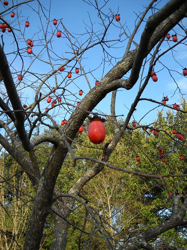 Gold Hill Plant Farm: Chocolate Persimmon