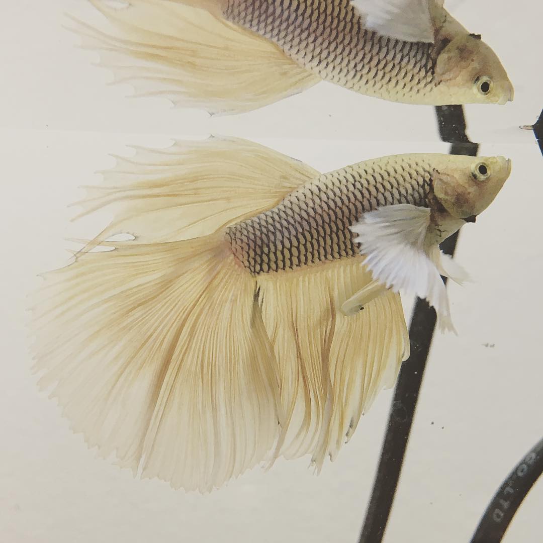 Knowing All Types Of Betta Fish - By Tail, Pattern And Color With Photo ...