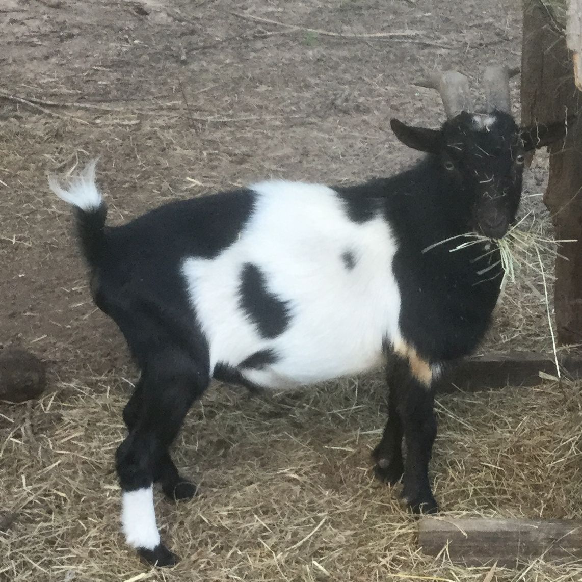 Countrified Hicks: Baby Goats are Here! (Gracie's Twins)
