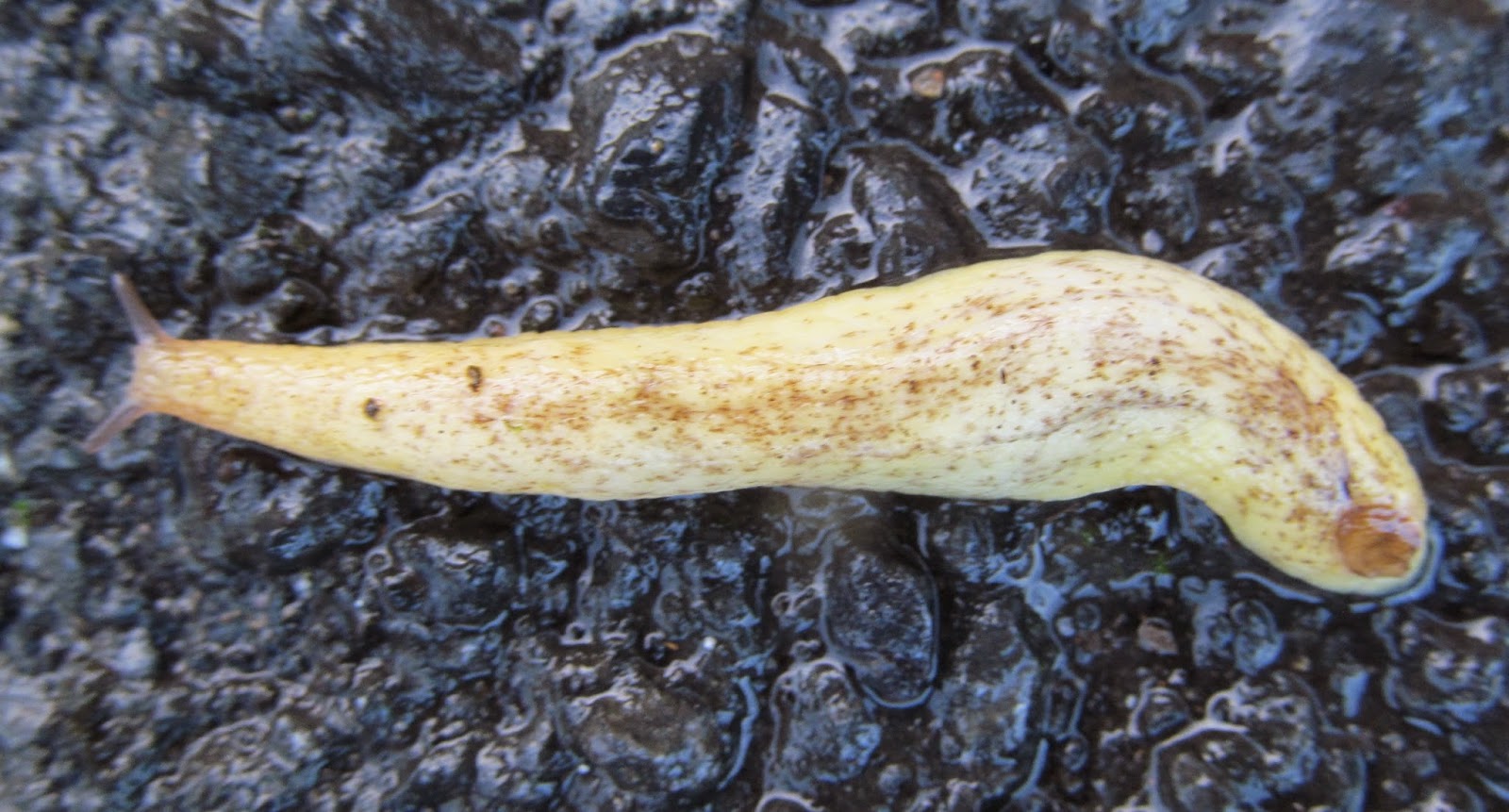 Professor P.Brain's blog: Homing Slug?