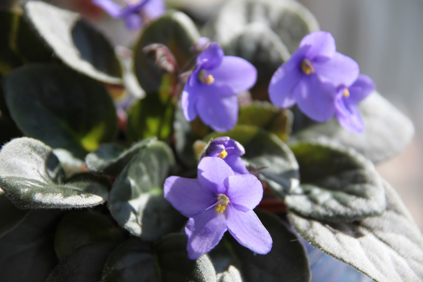 Wiese Acres: Growing African Violets, part 6 – Pests and Diseases