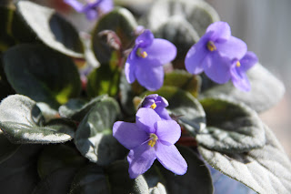 Wiese Acres: Growing African Violets, part 6 – Pests and Diseases