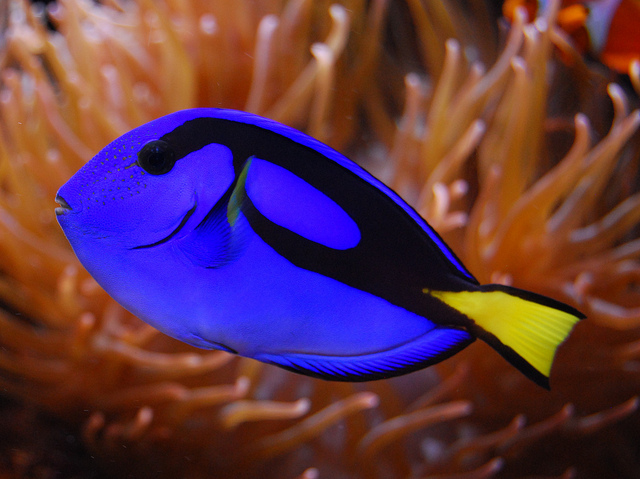 Peces y plantas ornamentales: Paracanthurus Hepatus - Dory