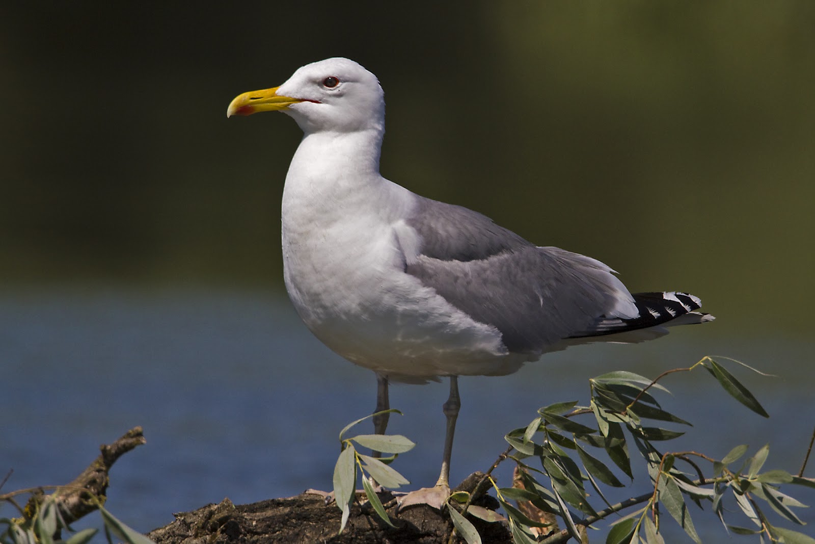 PETER'S PORTFOLIO..............Bird & Wildlife Photography: Caspian ...