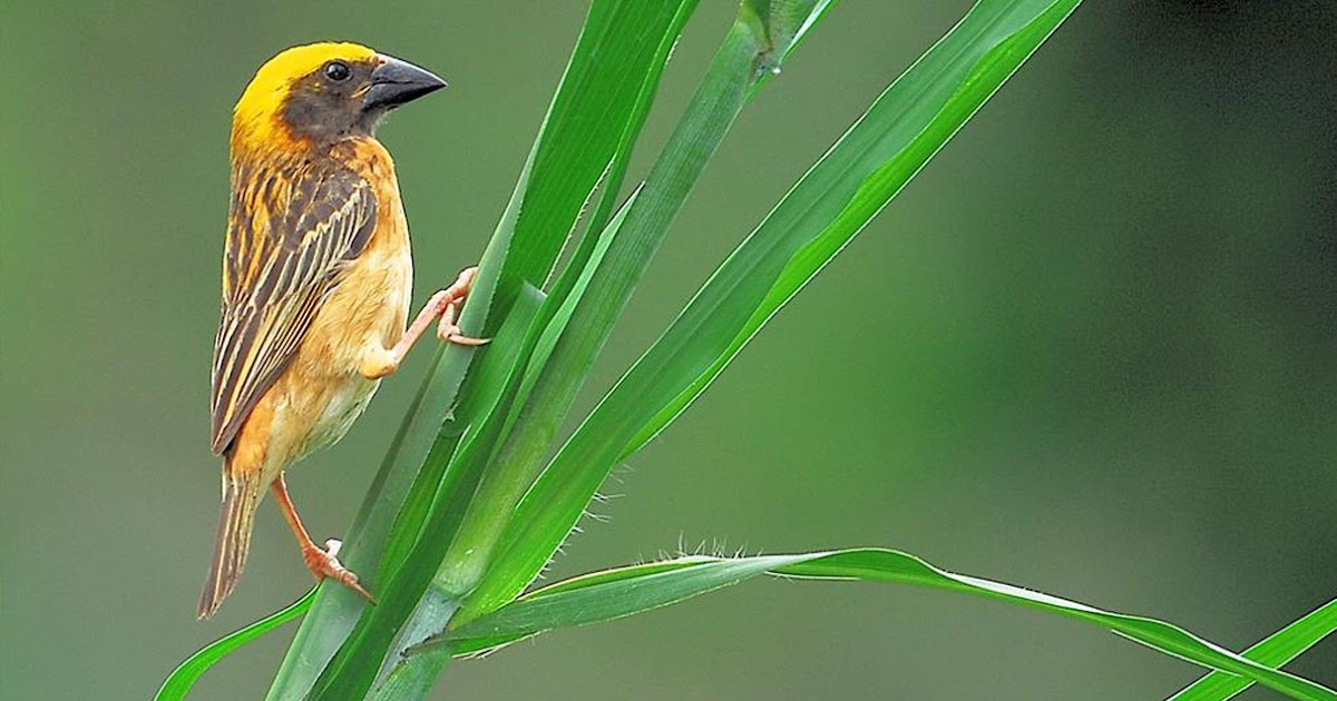 Flora Dan Fauna Dunia: Burung Tempua