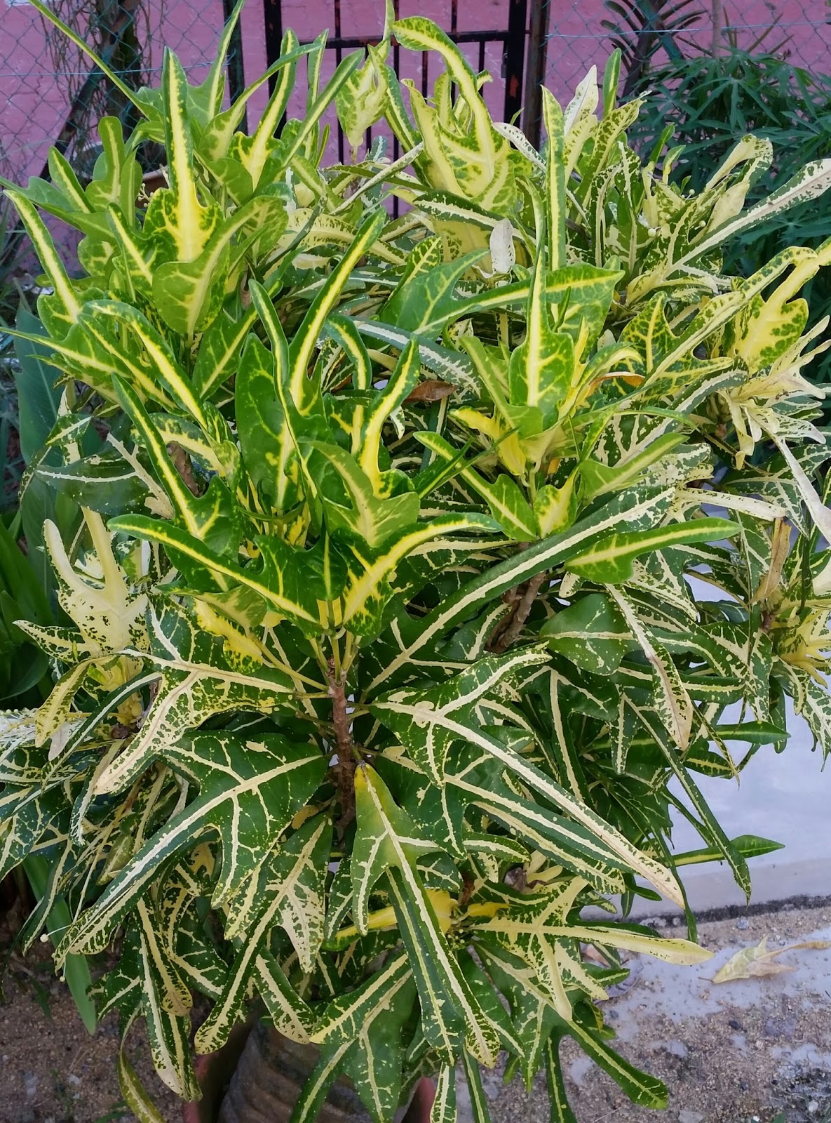 Warisan Petani: Pokok Puding.