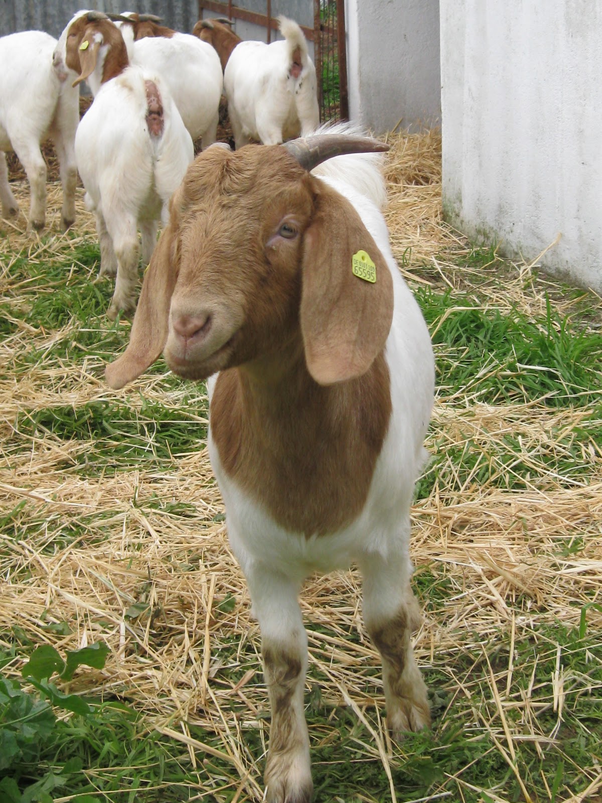 Boer Goats Portugal: Cabra Boer 8 meses