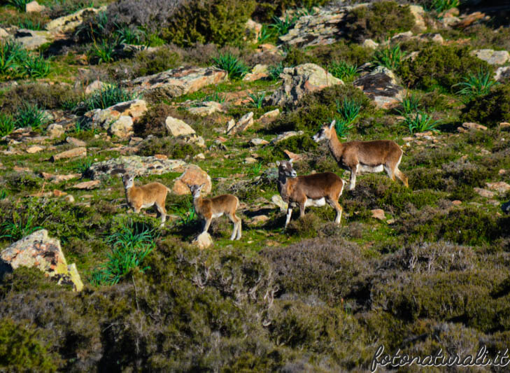 AmicoMario: IL MUFLONE: VERA ICONA DELLA SARDEGNA, COME I NURAGHI. LO ...