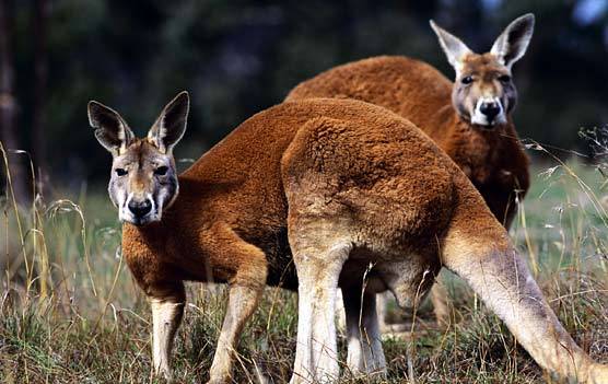 El ojo del buitre: Canguro rojo (Macropus rufus)