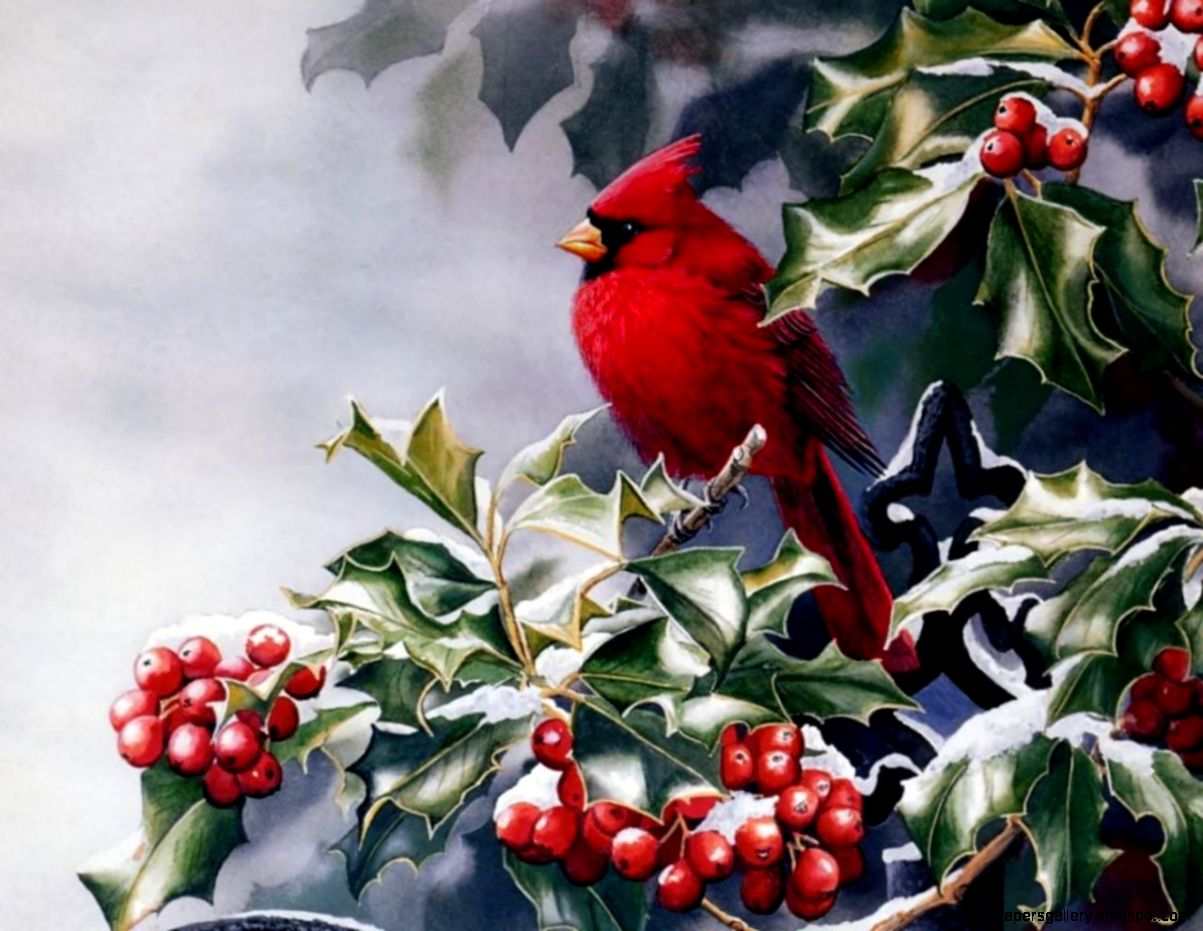 Cardinal Christmas Wallpaper Widescreen
