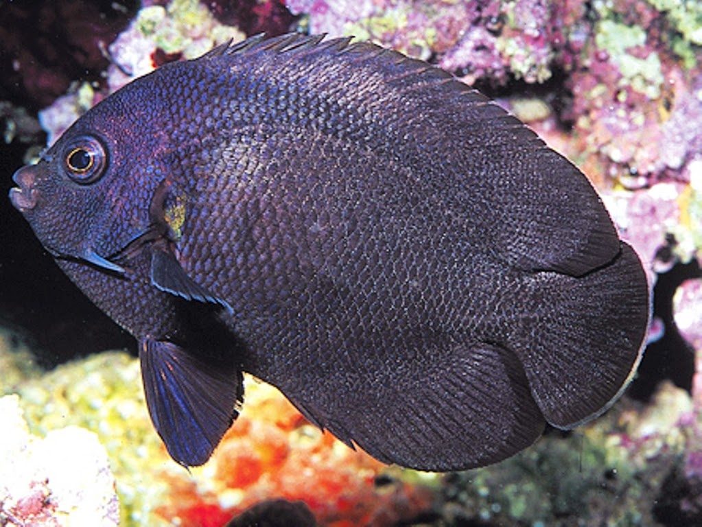 Angelfish - Ikan Angel