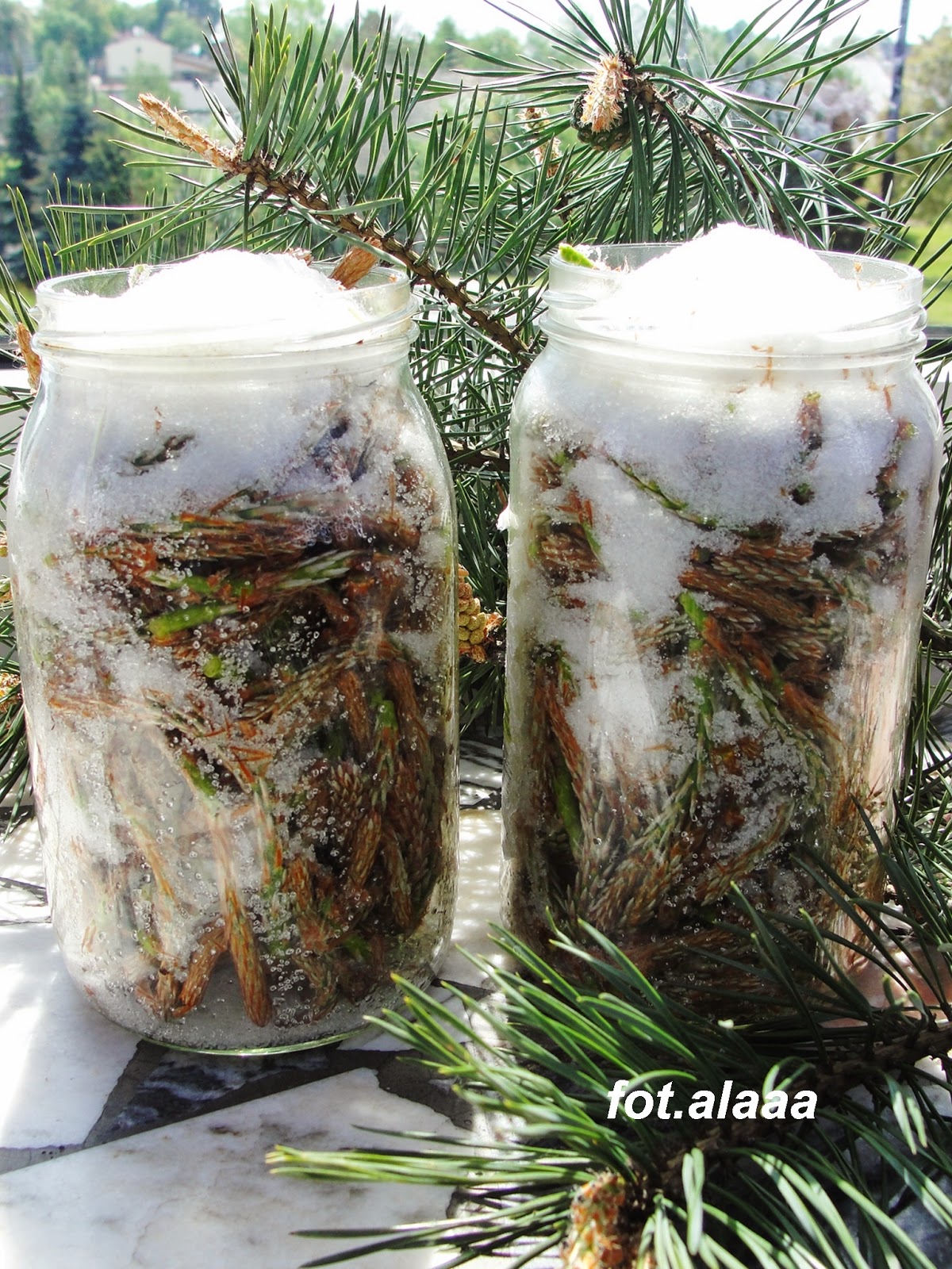 Ala piecze i gotuje: Syrop sosnowy
