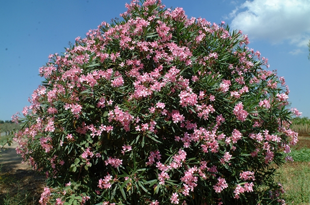 Espirradeira Nerium oleander
